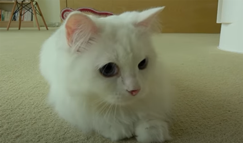 Why Does My Cat Huff? - KittenWiki