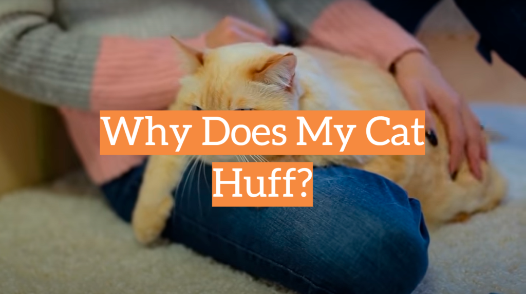Why Does My Cat Huff? - KittenWiki