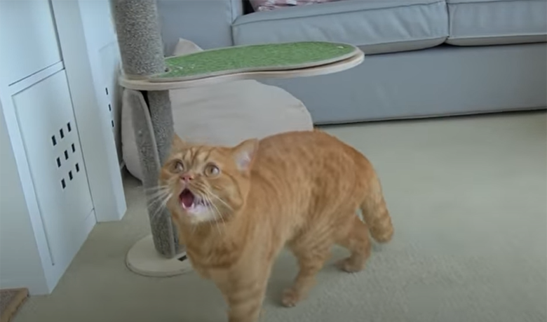 Why Does My Cat Huff? - KittenWiki