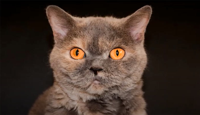 Why Does My Cat Huff? - KittenWiki