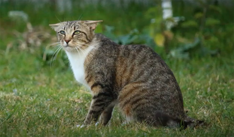 Why Does My Cat Huff? - KittenWiki