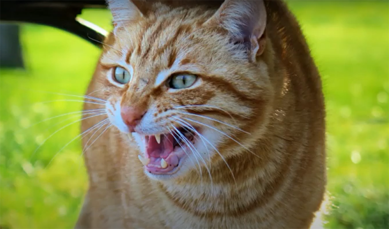 Why Does My Cat Huff? - KittenWiki