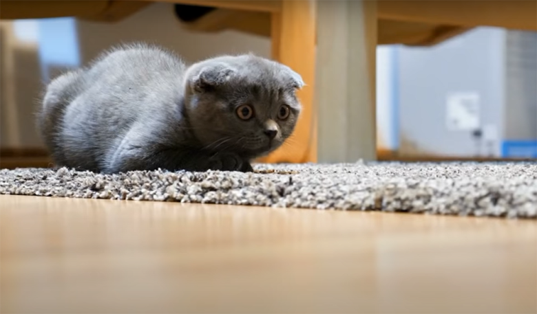 Why Does My Cat Swat at Me When I Walk By? - KittenWiki