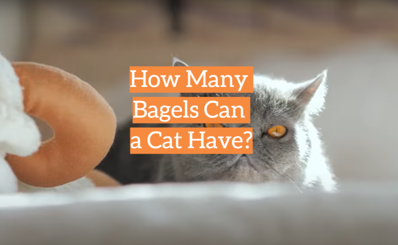 How Many Bagels Can a Cat Have? - KittenWiki