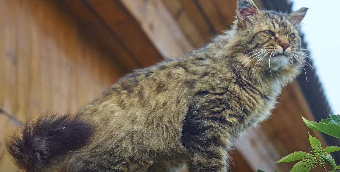 Why Does My Cat Slap Me With His Tail? - KittenWiki