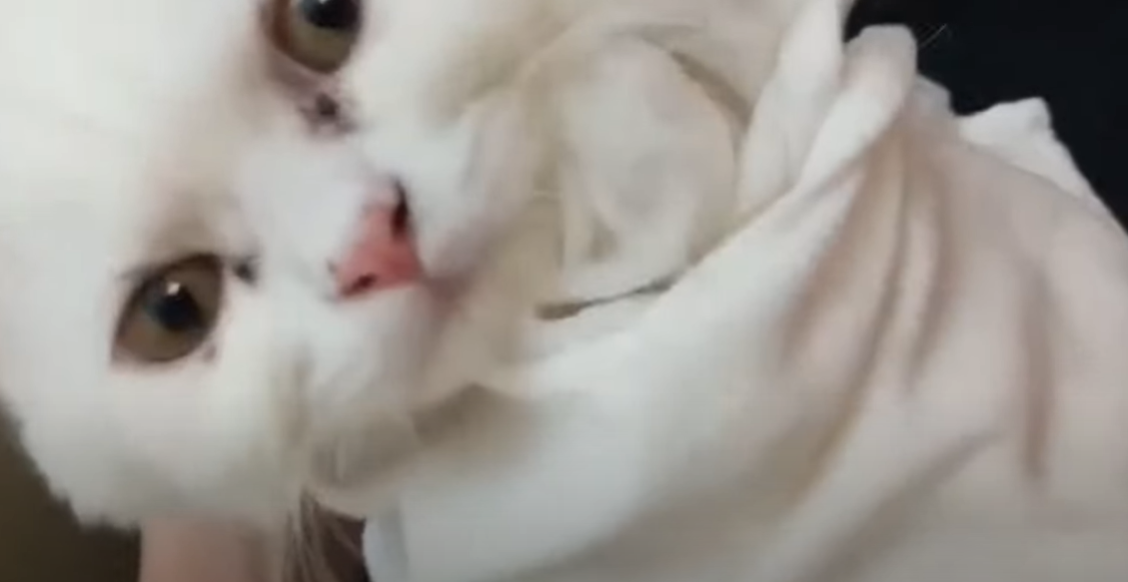 Why Does My Cat Have Black Boogers? - KittenWiki