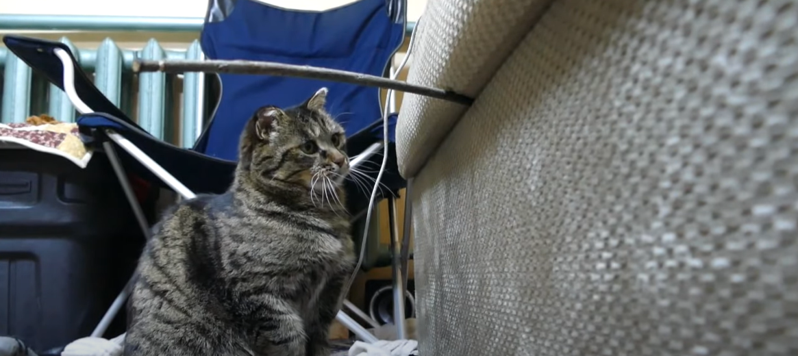 How to Hypnotize a Cat? - KittenWiki