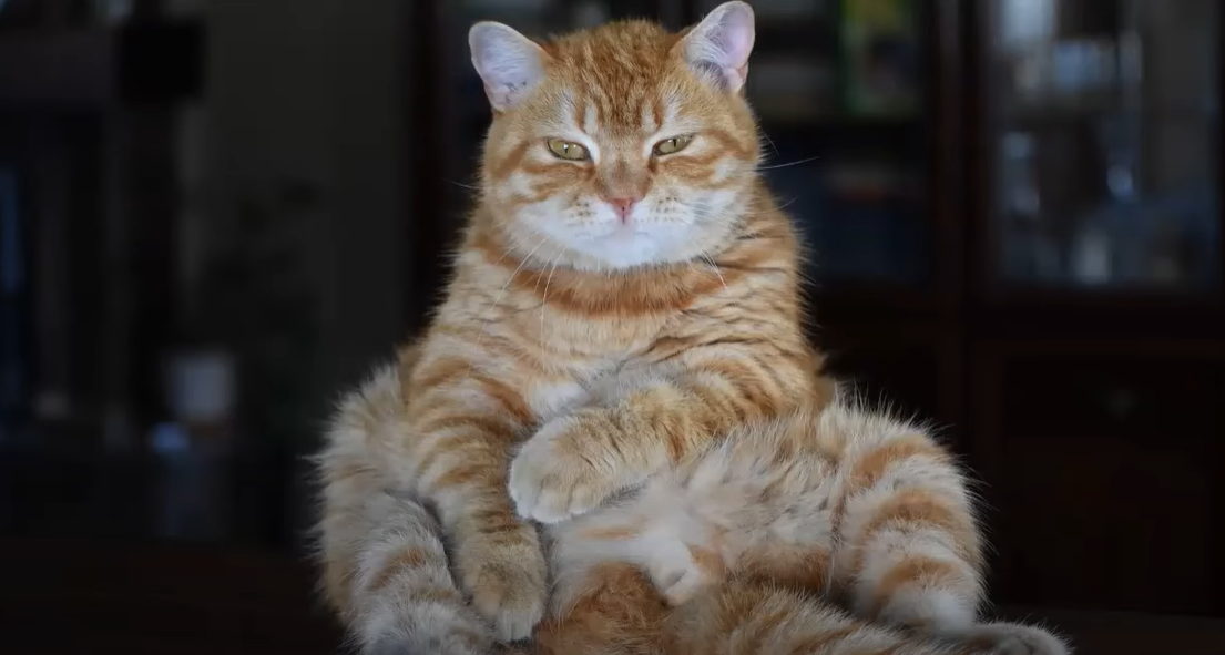 Why Does My Cat Sit Like a Human? - KittenWiki