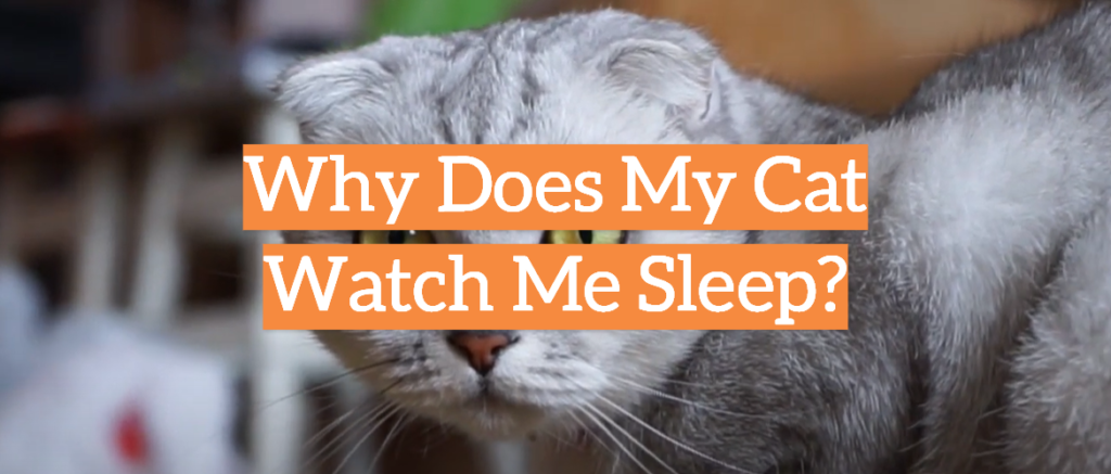 Why Does My Cat Watch Me Sleep? - KittenWiki