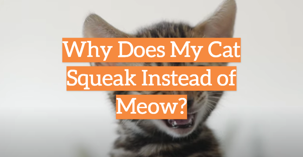 Why Does My Cat Squeak Instead of Meow? - KittenWiki