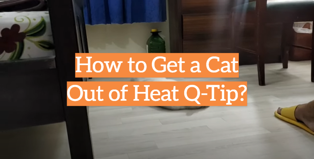 How to Get a Cat Out of Heat Q-Tip? - KittenWiki