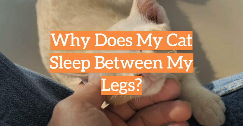 Why Does My Cat Sleep Between My Legs? - KittenWiki