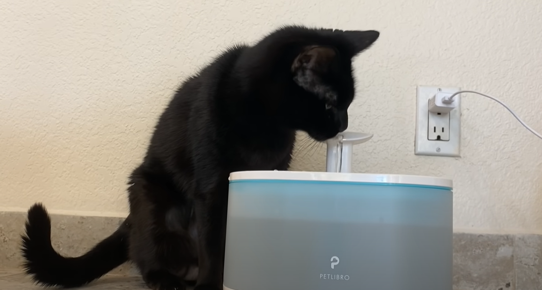 How to Get Cat to Drink From Fountain? - KittenWiki