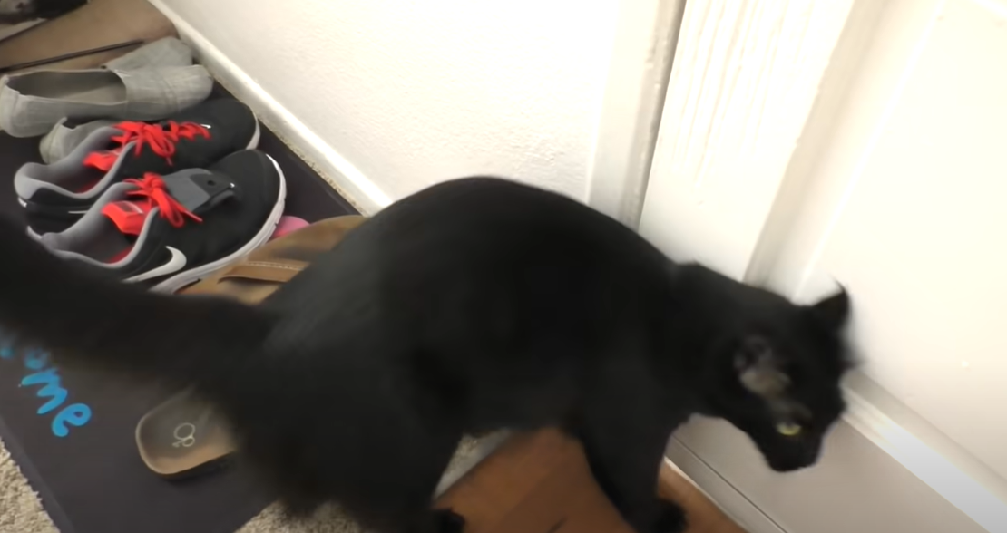 Why Does My Cat Sigh? - KittenWiki