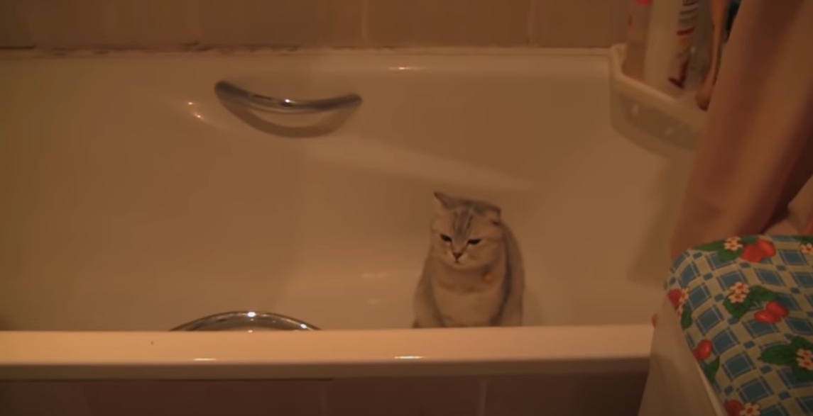 Why Does My Cat Watch Me Shower? - KittenWiki