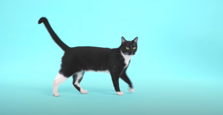 Why Does My Cat Slap Me With His Tail? - KittenWiki