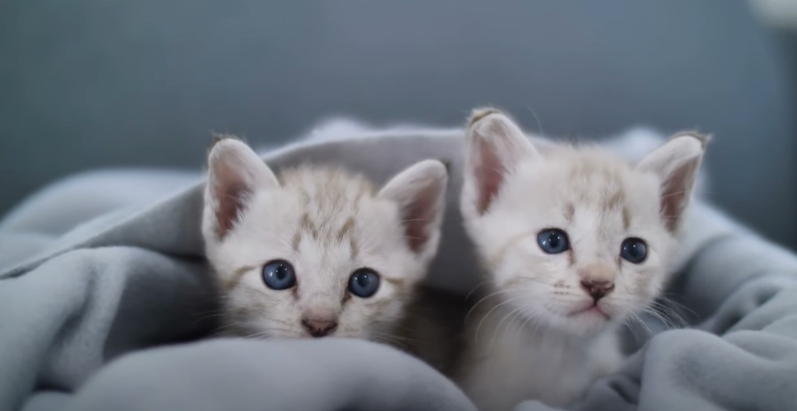 Why Does My Cat Squeak Instead of Meow? - KittenWiki