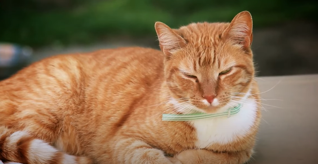 How to Tell if Cat Still Has Kittens Inside? - KittenWiki