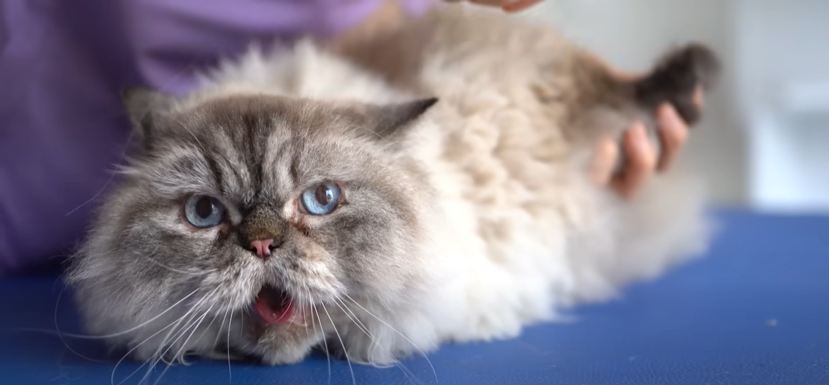 How to Shave a Cat That Hates It? - KittenWiki