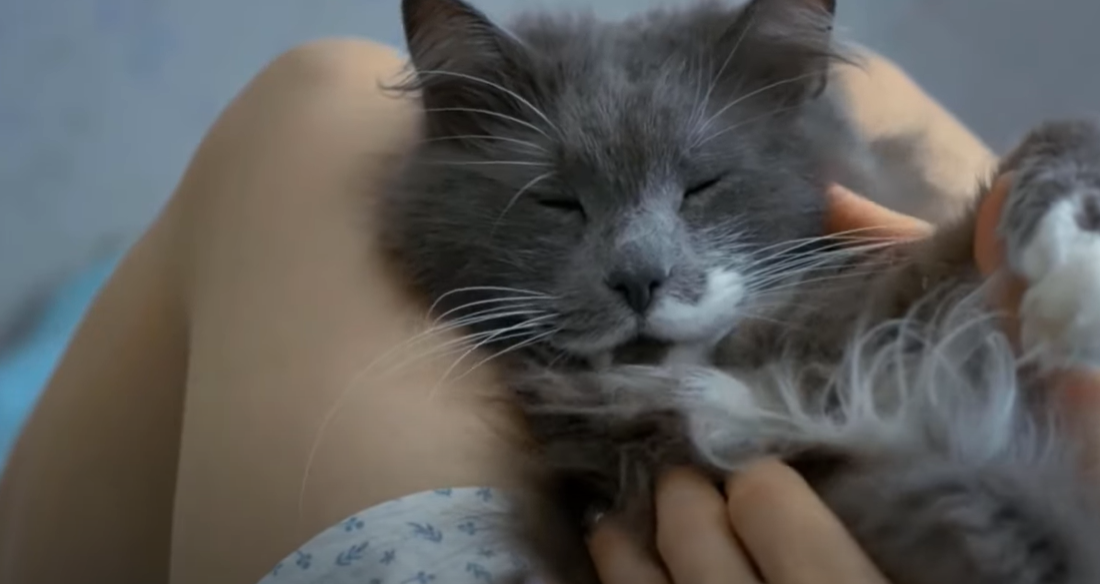 Why Does My Cat Sleep Between My Legs? - KittenWiki