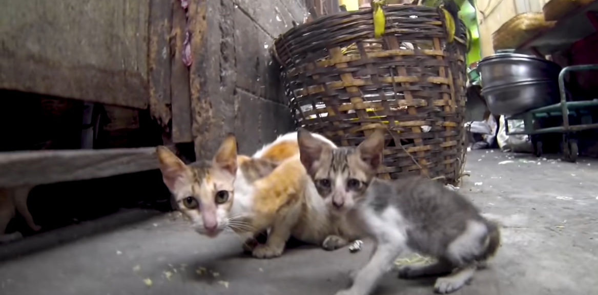 Why Are Cats So Soft? - KittenWiki