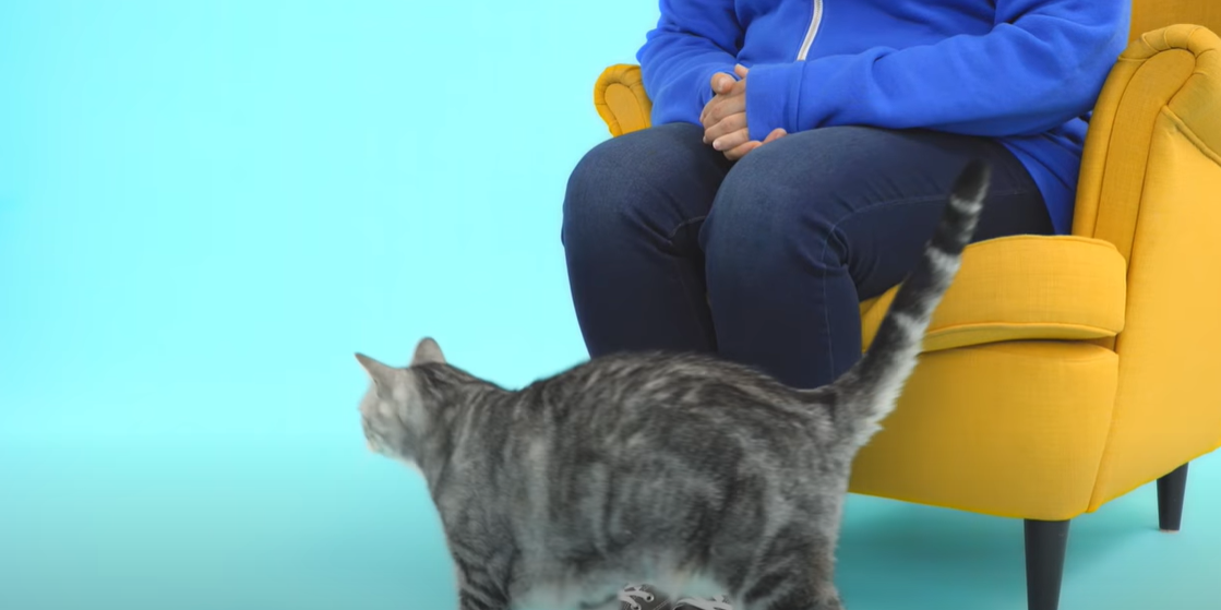 Why Does My Cat Slap Me With His Tail? - KittenWiki