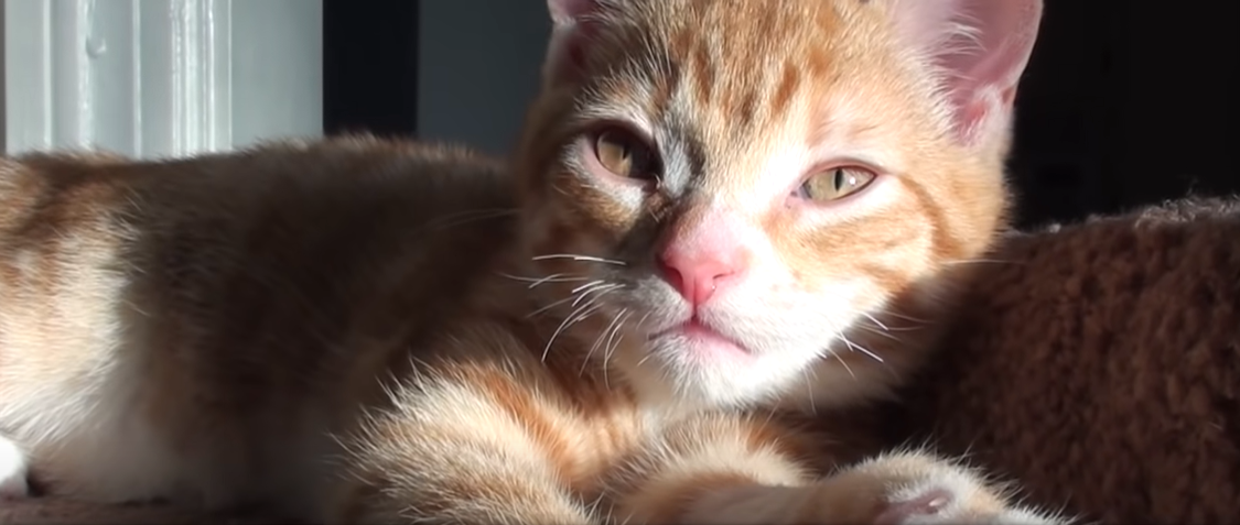 Why Does My Cat Sigh? - KittenWiki