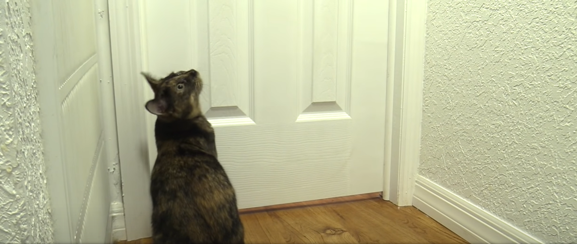 Why Does My Cat Sigh? - KittenWiki