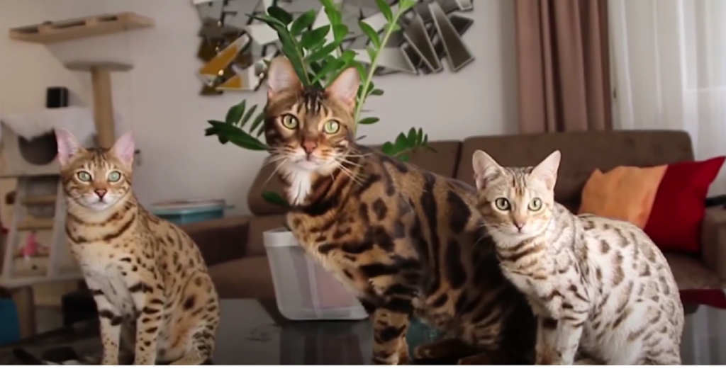 Bengal Cat F Scale Generation Guide - KittenWiki
