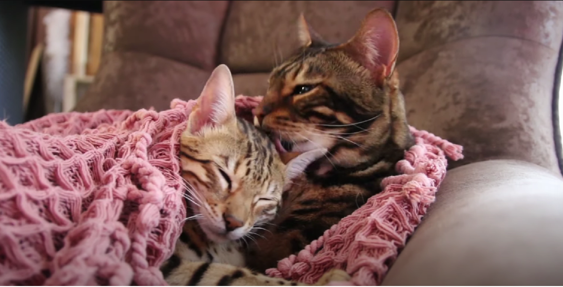 Bengal Cat F Scale Generation Guide - KittenWiki