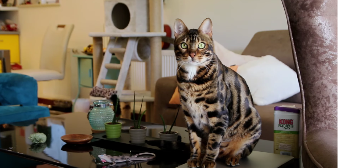 Bengal Cat F Scale Generation Guide - KittenWiki