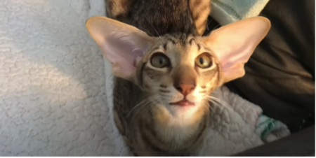 Cat Breeds With Slanted Eyes - KittenWiki