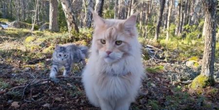 Cat Breeds With Slanted Eyes - KittenWiki