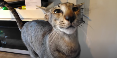 Cat Breeds With Slanted Eyes - KittenWiki