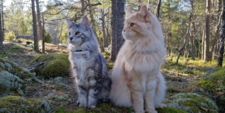 Cat Breeds With Slanted Eyes - KittenWiki