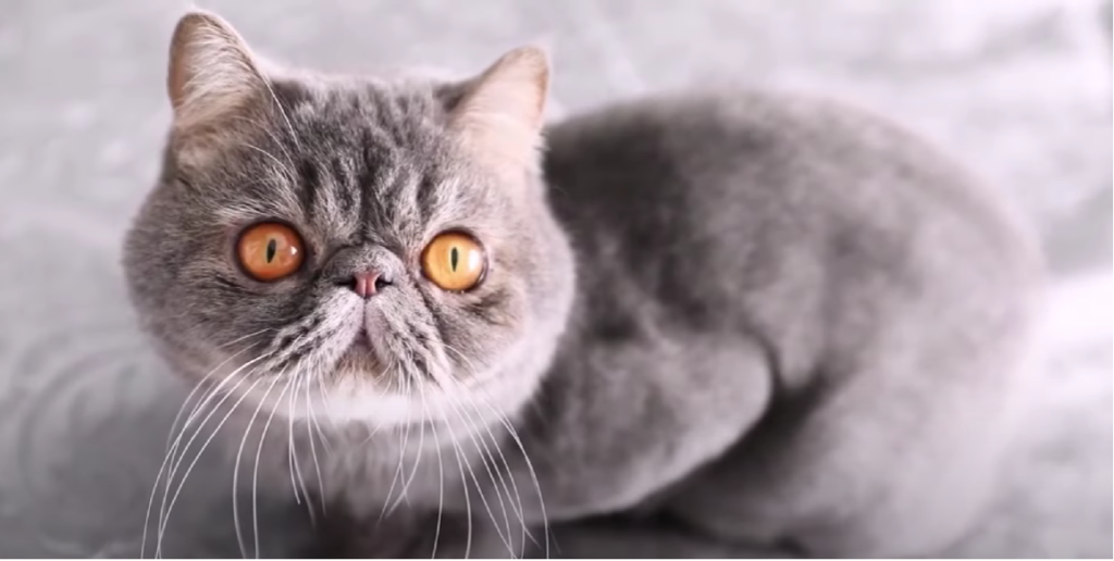 Cat Breeds With Small Heads and Big Bodies - KittenWiki