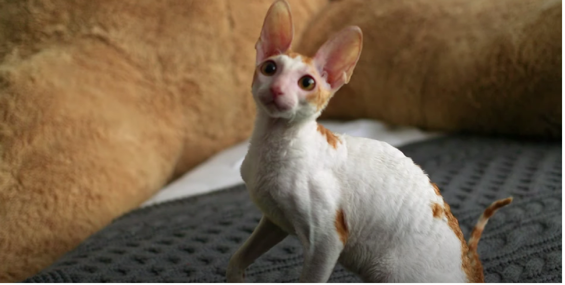 Cat Breeds With Small Heads and Big Bodies - KittenWiki