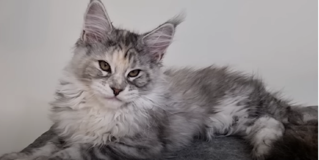 Cat Breeds With Tufts of Fur Between Toes - KittenWiki