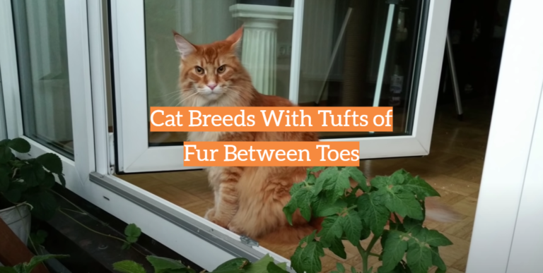 Cat Breeds With Tufts of Fur Between Toes - KittenWiki