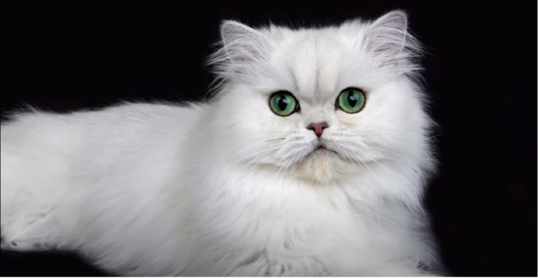 Copper Eyes Cat Breeds - KittenWiki