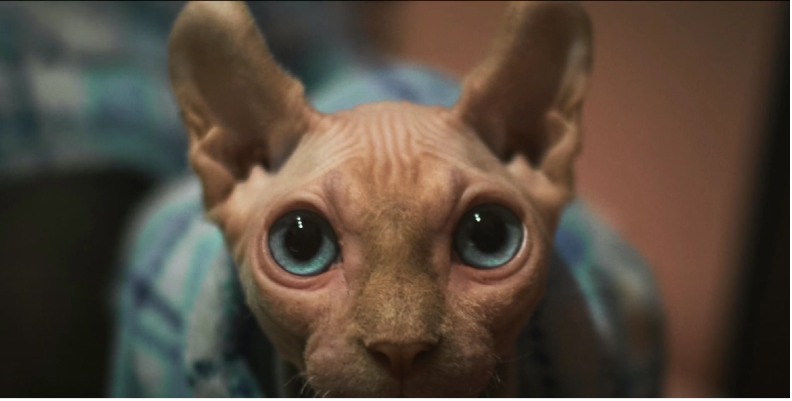 Donskoy Cat vs. Sphynx: What’s the Difference? - KittenWiki