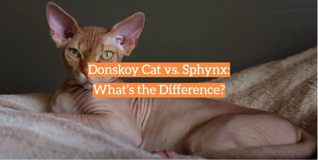 Donskoy Cat vs. Sphynx: What’s the Difference? - KittenWiki