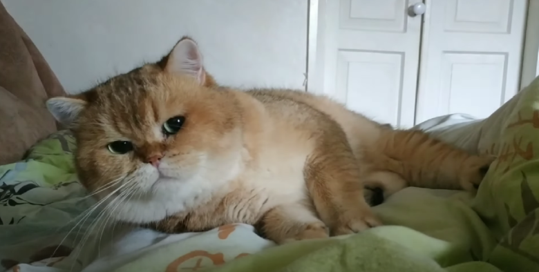 How Much Do Orange Tabby Cats Cost? - KittenWiki