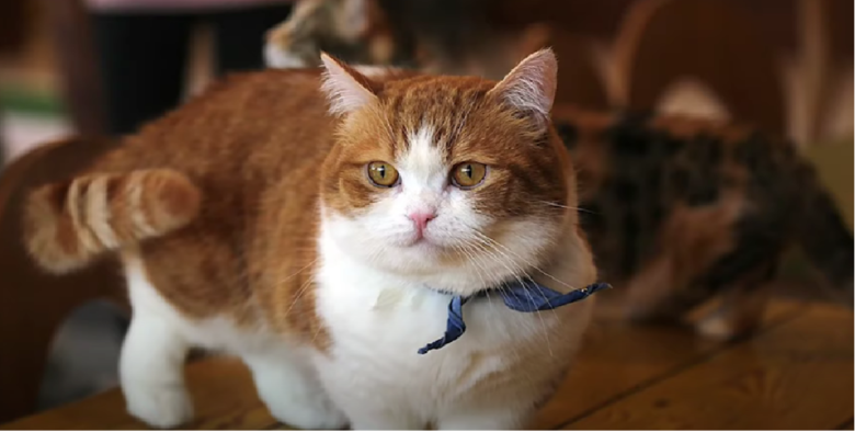 How Much Do Orange Tabby Cats Cost? - KittenWiki