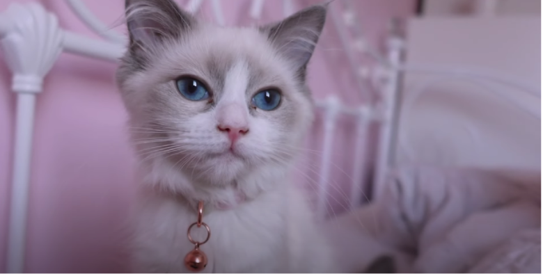 How Much Does a Kitten Cost at Petco? - KittenWiki