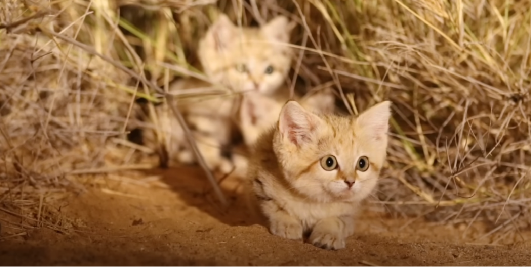 How Much Does a Sand Cat Cost? - KittenWiki