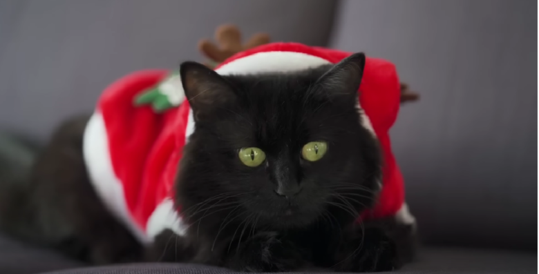 Inbred Cats: Everything You Should to Know - KittenWiki