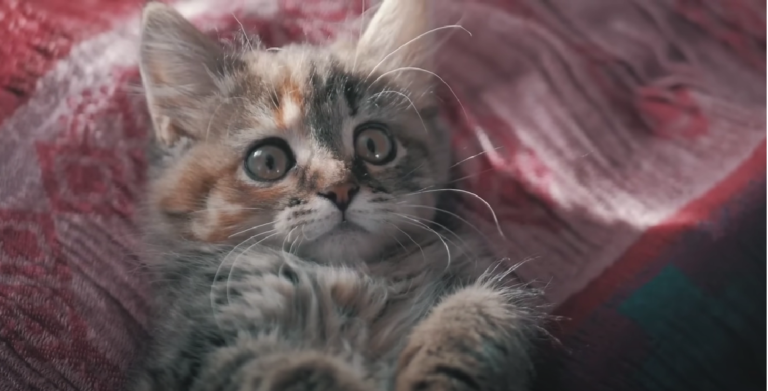 Inbred Cats: Everything You Should to Know - KittenWiki