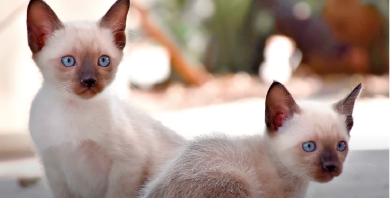 Inbred Cats: Everything You Should to Know - KittenWiki