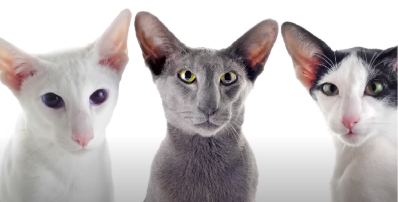 Inbred Cats: Everything You Should to Know - KittenWiki